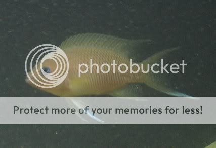 Cichlid's Moving Gravel? | AquariaCentral.com