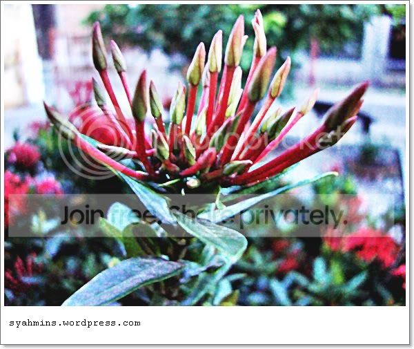 Sekuntum Bunga – the Journal