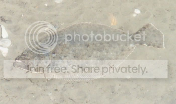 Flounder fishing West Coast style - Main Forum - SurfTalk