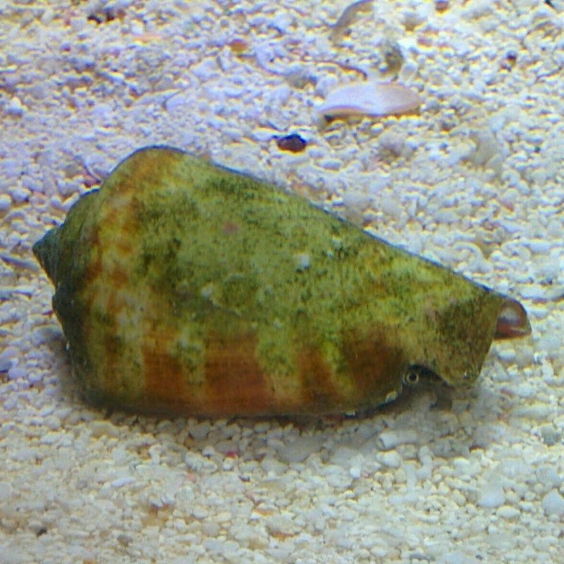 Conchs Identification - Reef Central Online Community