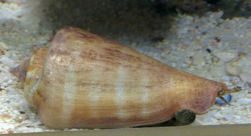 Conchs Identification - Reef Central Online Community