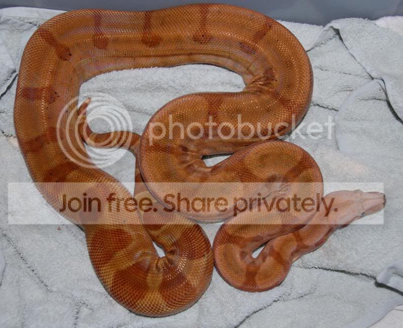 Adult Female Sunset | Reptile Forums