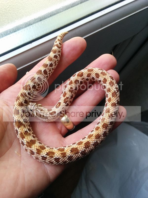 2016 Hognoses - Purple line crackers all P DH albino/Evans Hypo ...