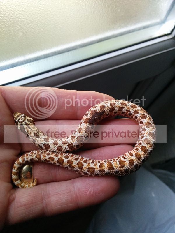 2016 Hognoses - Purple line crackers all P DH albino/Evans Hypo ...