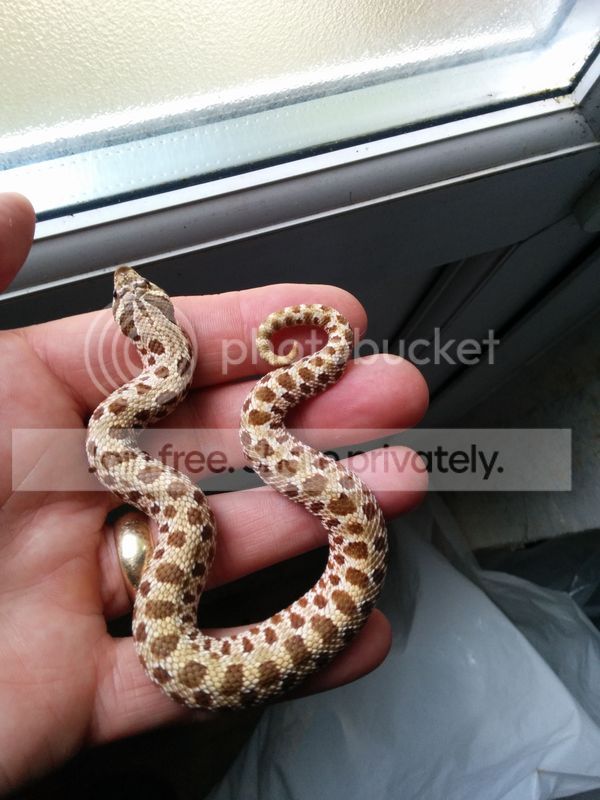 2016 Hognoses - Purple line crackers all P DH albino/Evans Hypo ...