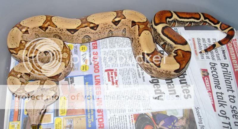 SE England - Sunset/Jungle Hypo Jungle Boas for sale | Reptile Forums