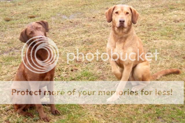 Chessie Weight | Duck Hunting Forum