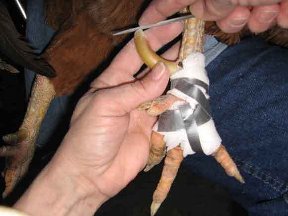 Abscess on foot. **pic** UPDATE | BackYard Chickens - Learn How to ...