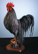 Grizzly roos /Fly fishing/ breeding reference | BackYard Chickens ...