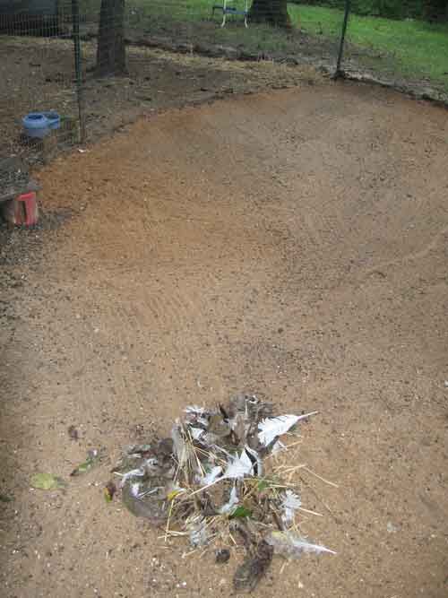 What to put on ground of chicken run? | BackYard Chickens - Learn How ...