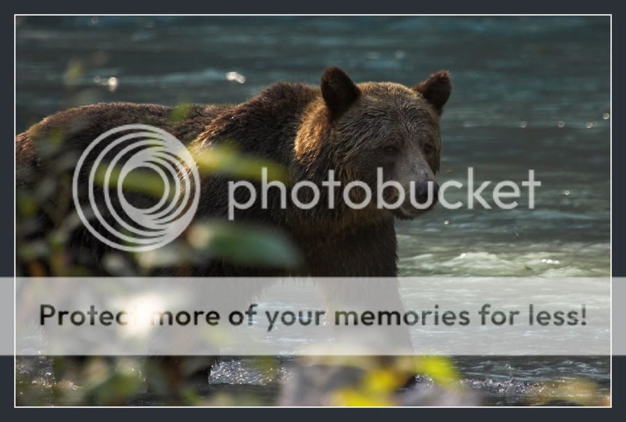 Nature & Wildlife - Photography - FM Forums