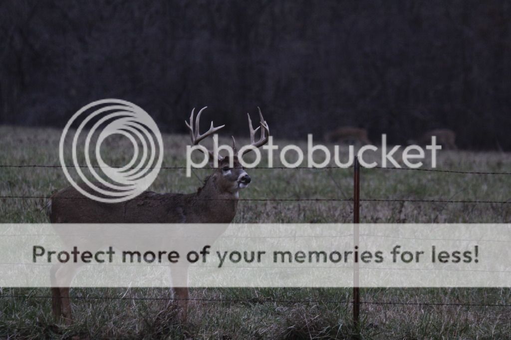 You can still see the arrow hole in his side. How will it effect him ...