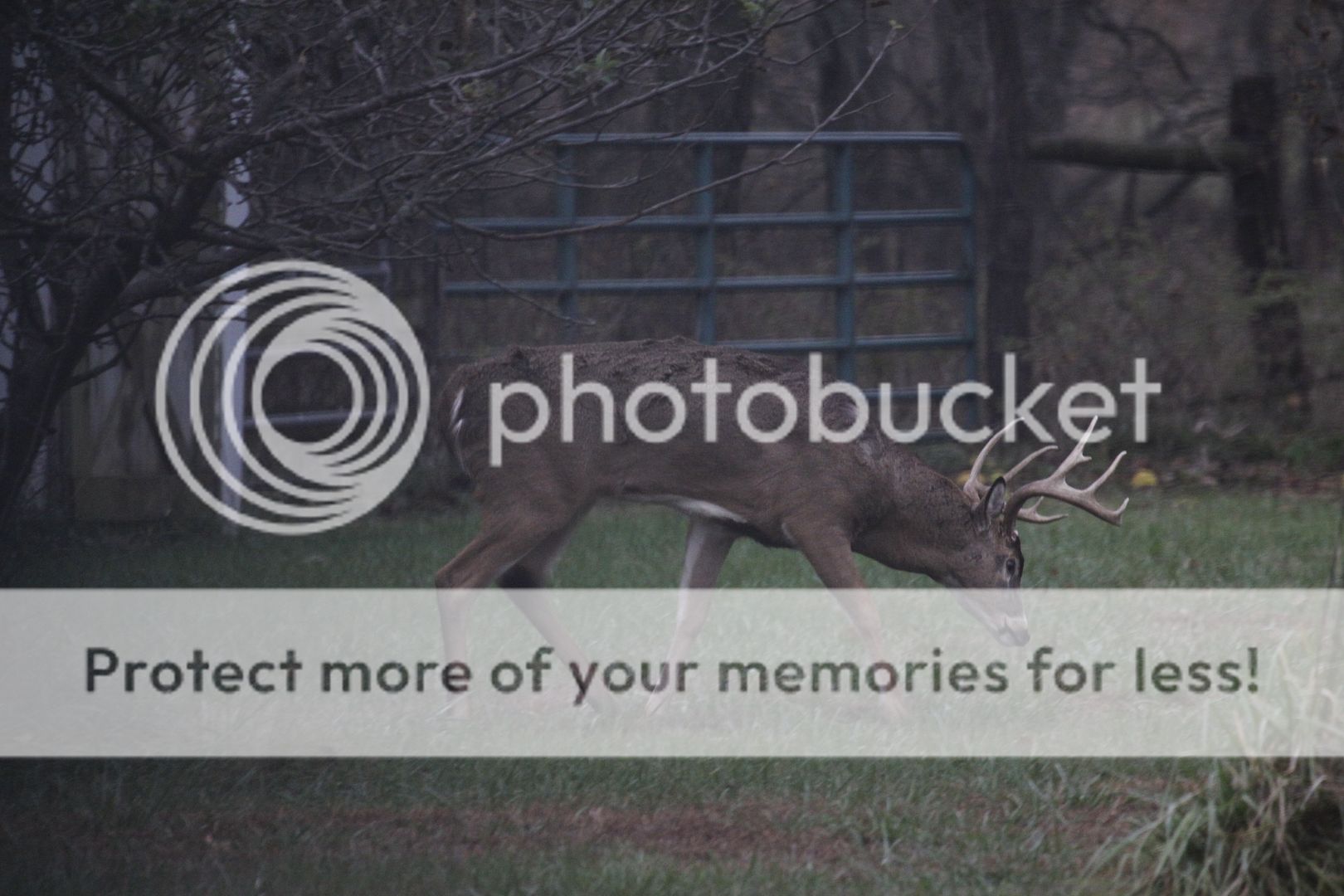 You can still see the arrow hole in his side. How will it effect him ...