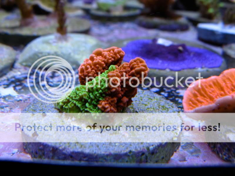 Two different color monti caps growing together how common? Pics - Reef ...