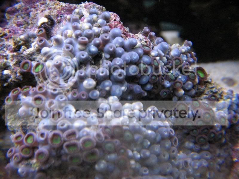 Zoa Pox Treatment pics | Reef2Reef