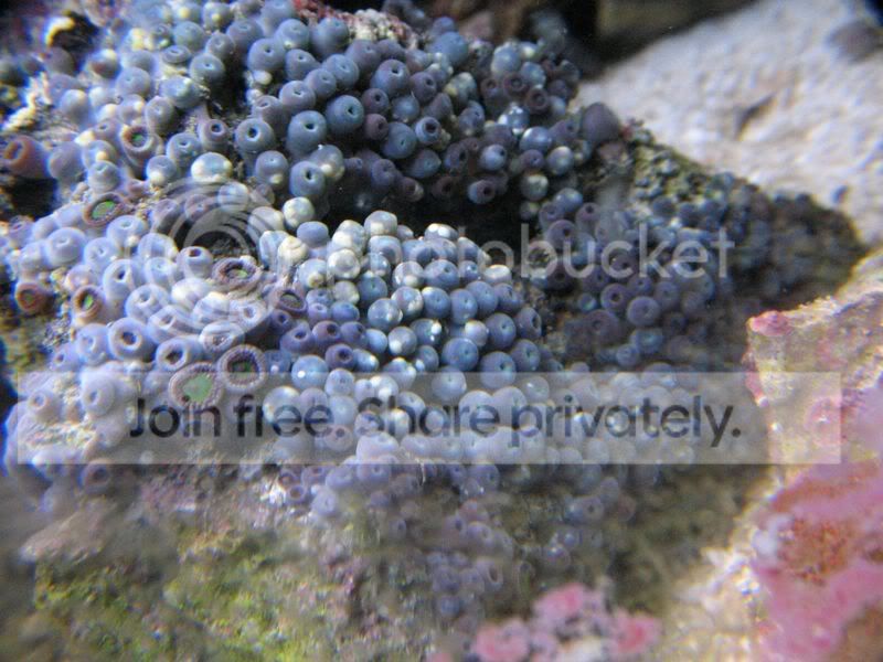 Zoa Pox Treatment pics | Reef2Reef