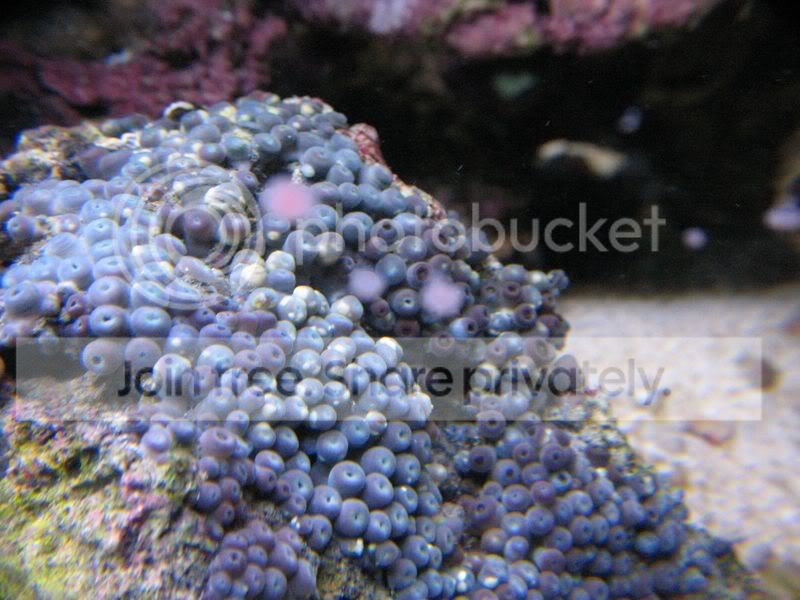 Zoa Pox Treatment pics | Reef2Reef